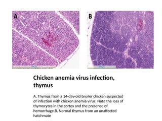 chicken infectious anemia veterinary.pptx