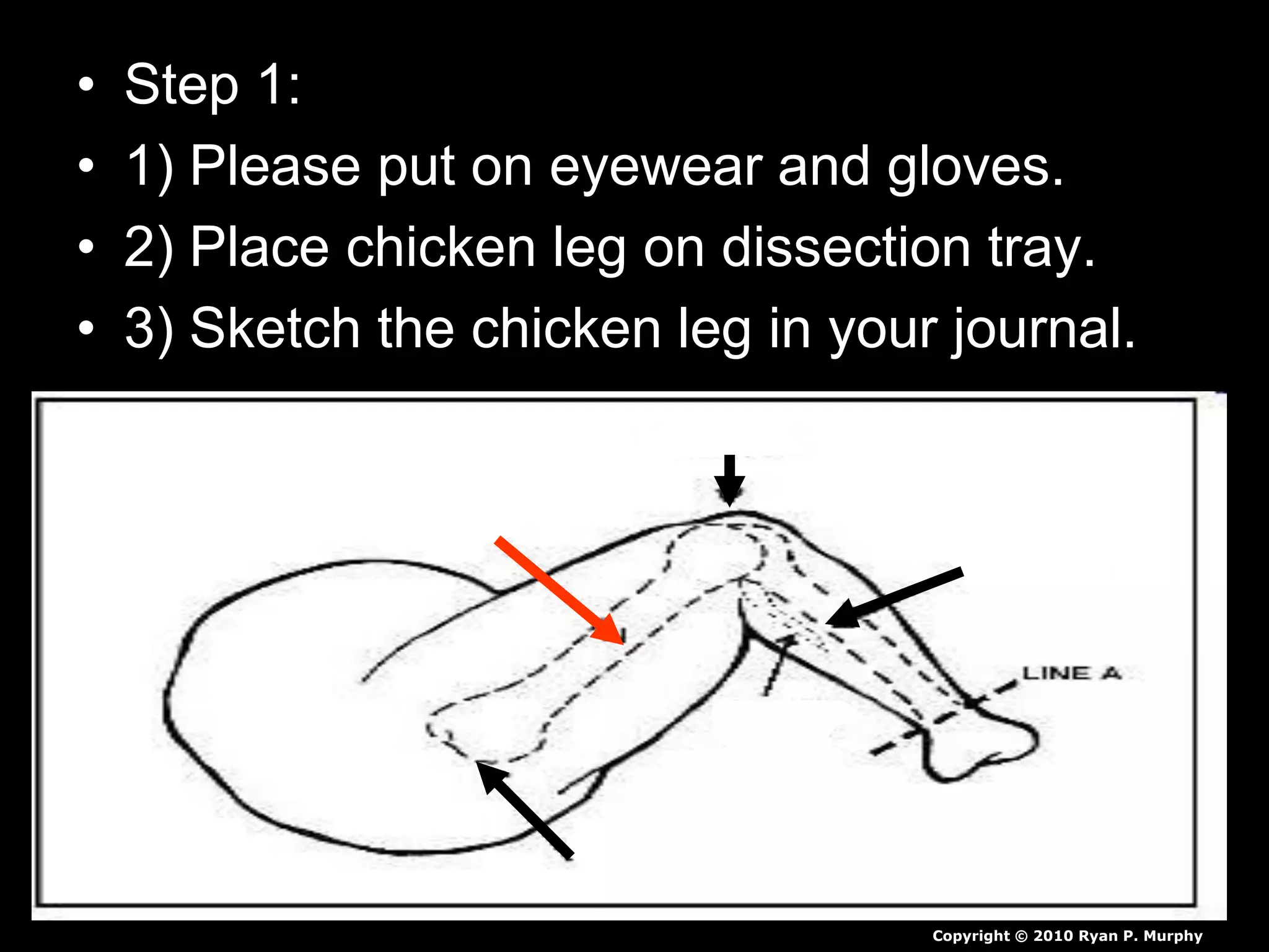 Chicken Leg Dissection PowerPoint, Muscular System, Skeletal System, | PPTX