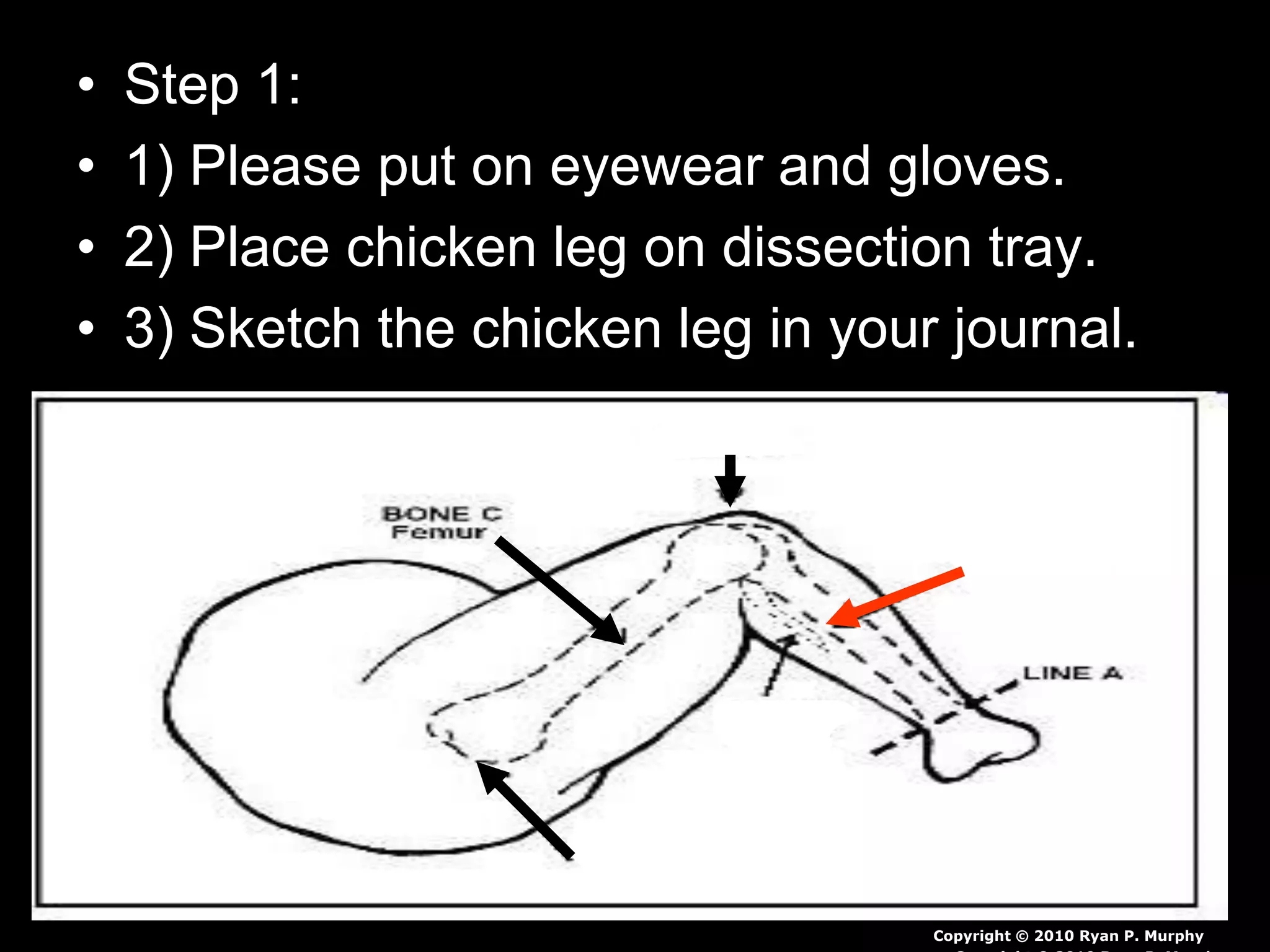 Chicken Leg Dissection PowerPoint, Muscular System, Skeletal System, | PPTX