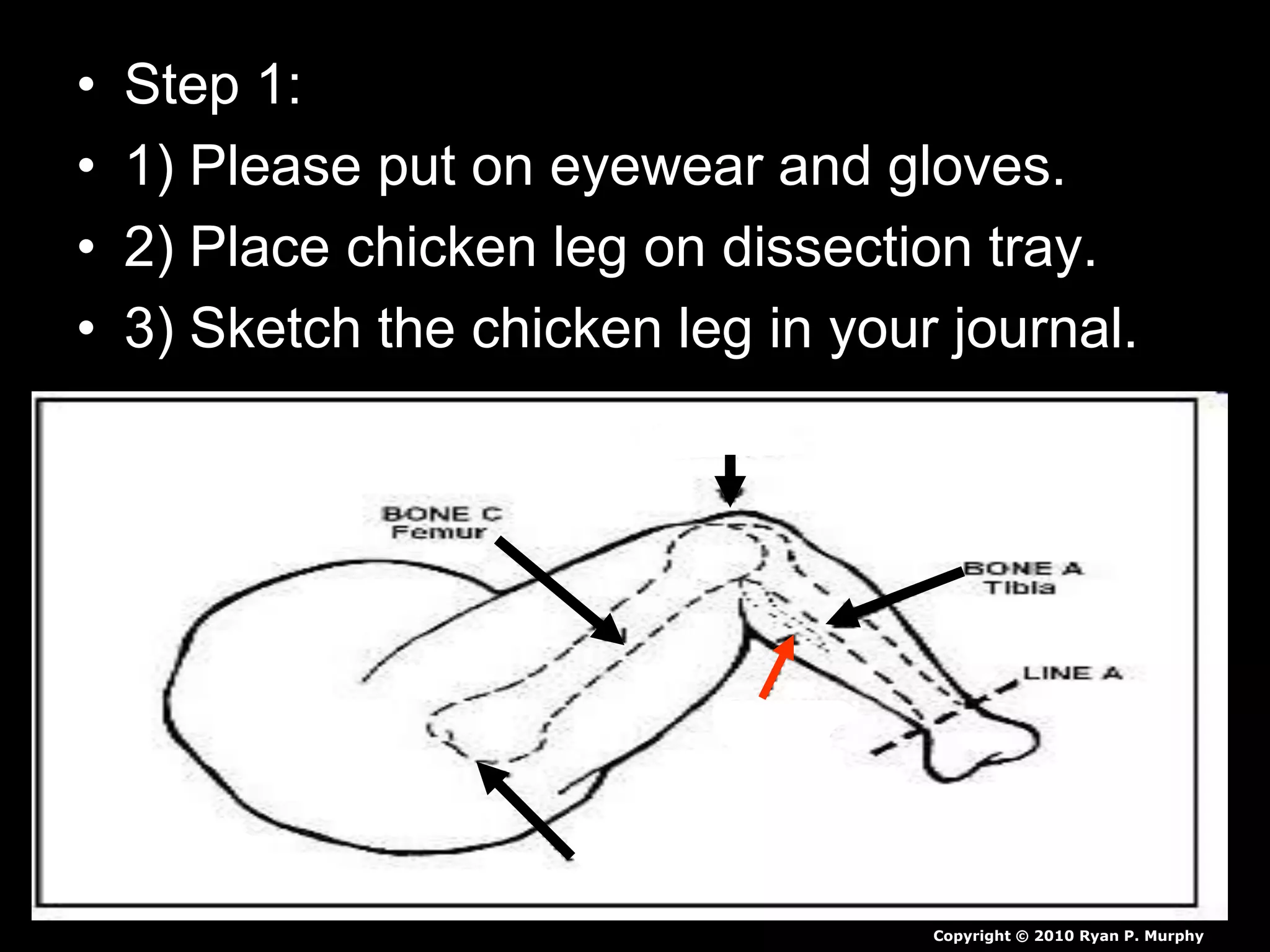 Chicken Leg Dissection PowerPoint, Muscular System, Skeletal System, | PPTX