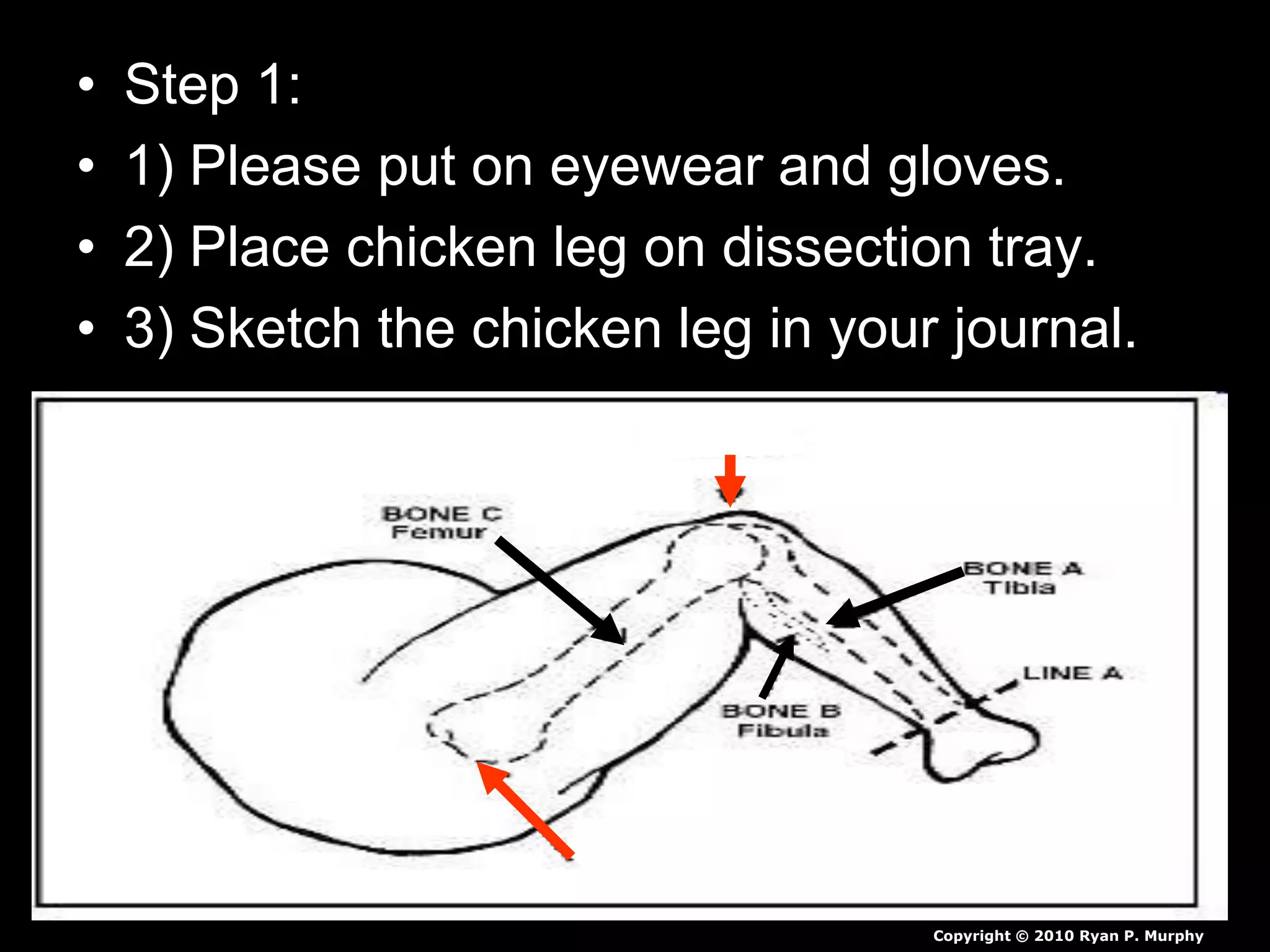 Chicken Leg Dissection PowerPoint, Muscular System, Skeletal System, | PPTX