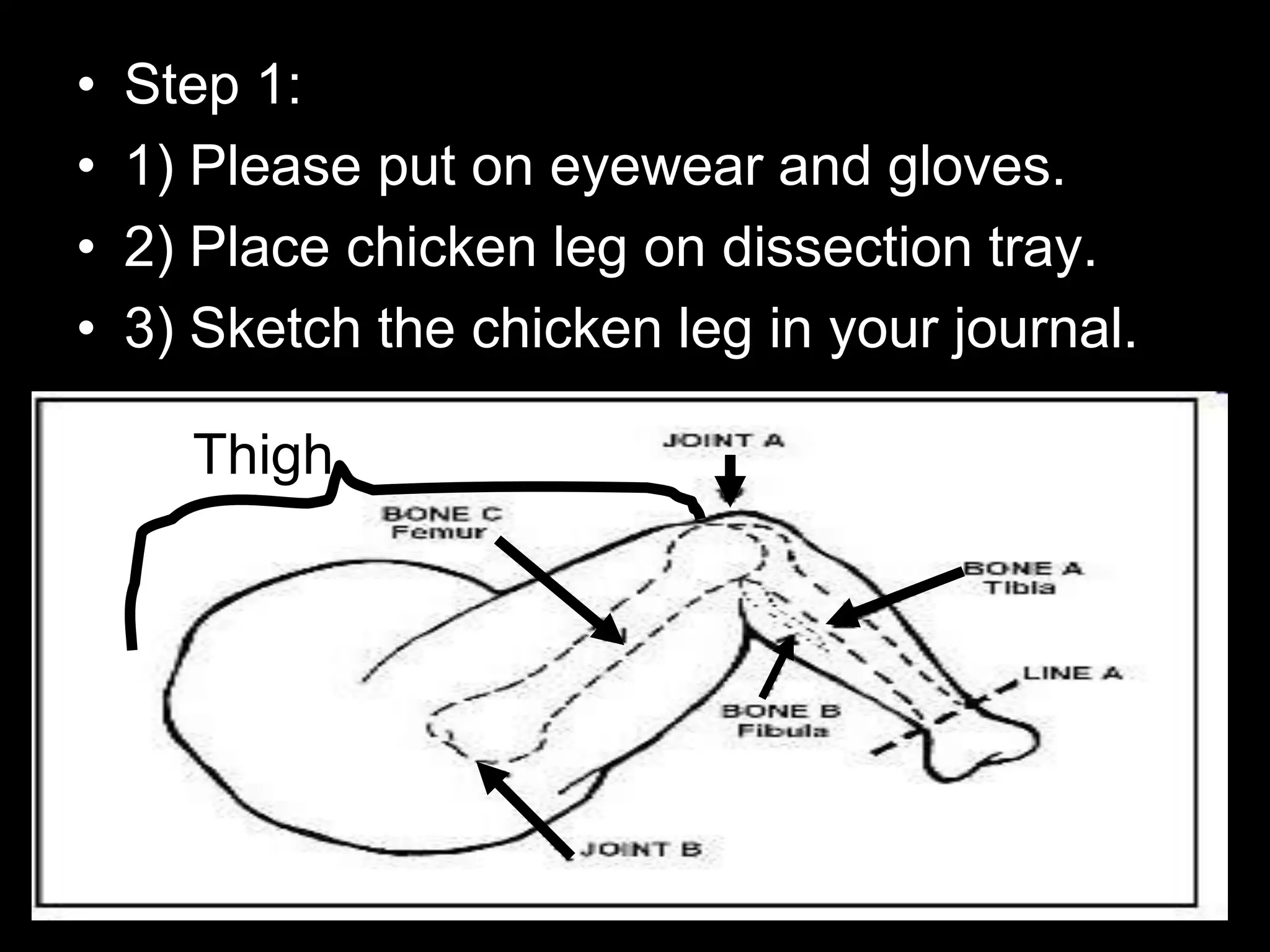 Chicken Leg Dissection PowerPoint, Muscular System, Skeletal System, | PPTX