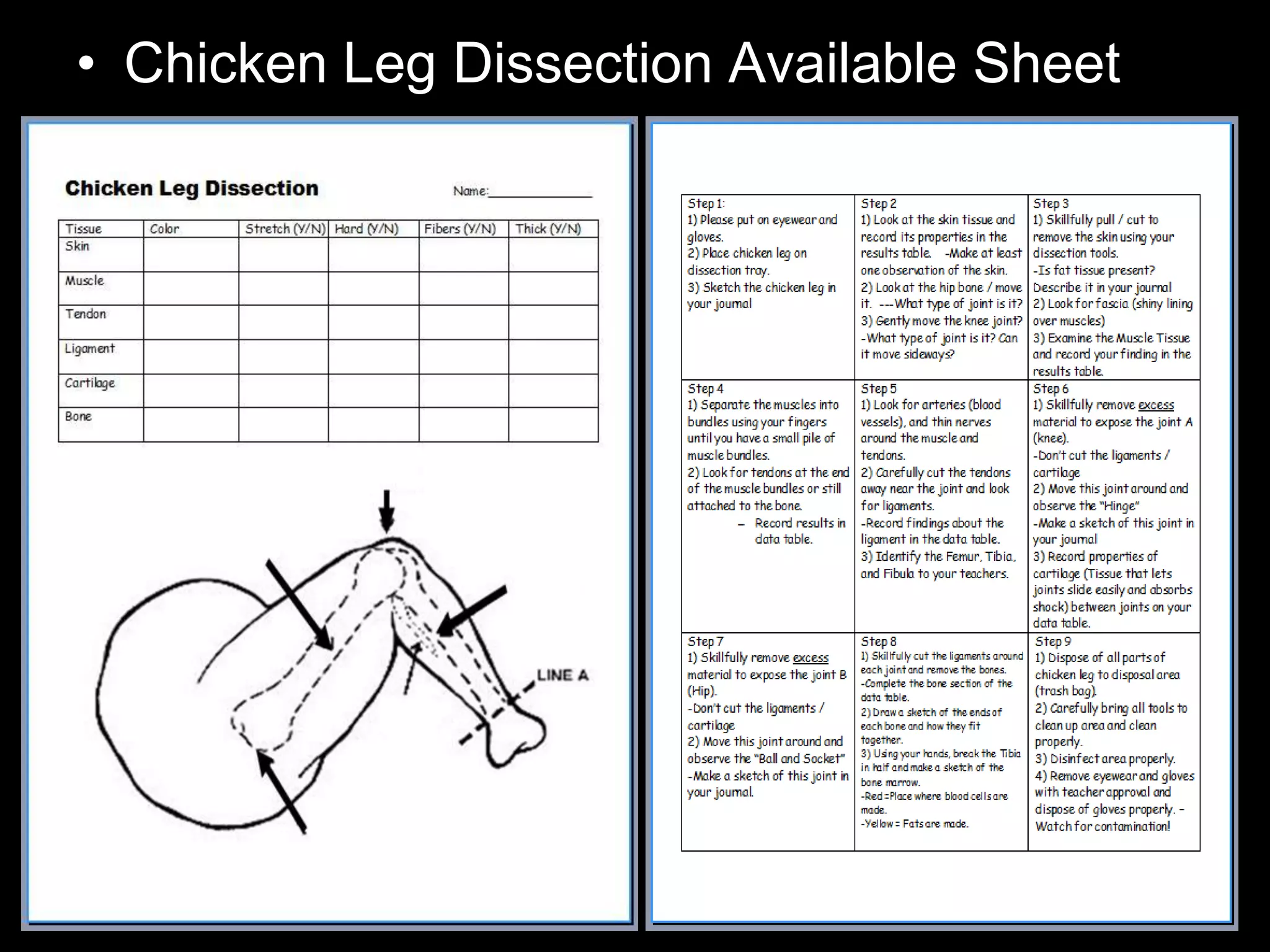 Chicken Leg Dissection PowerPoint, Muscular System, Skeletal System, | PPTX