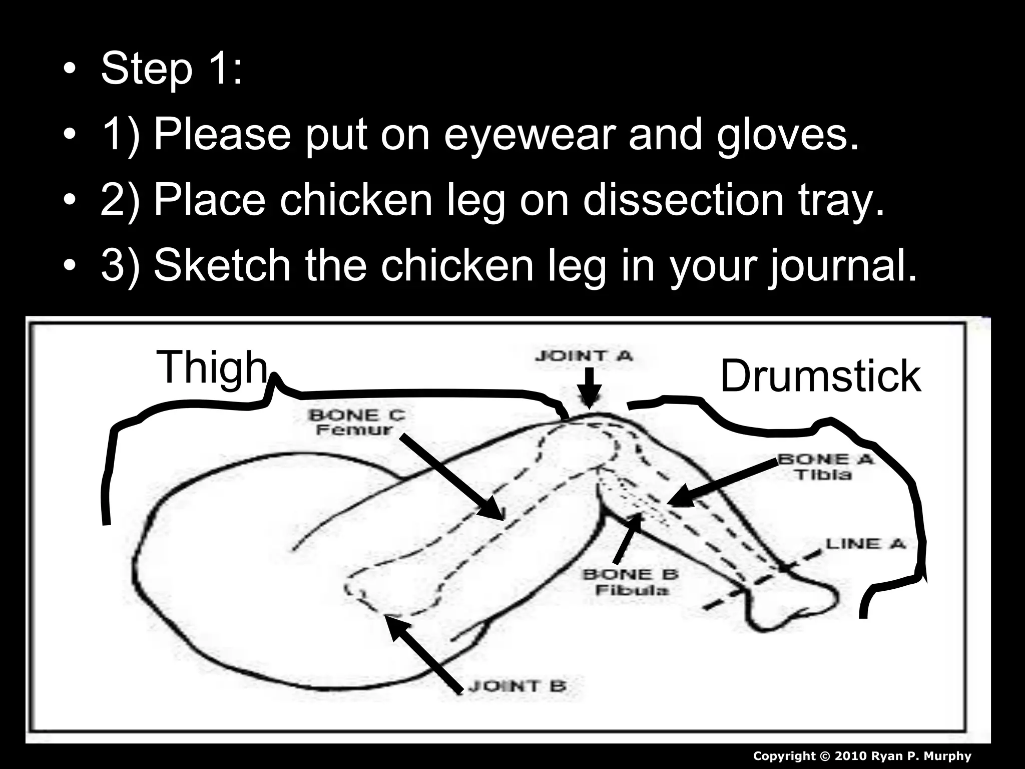 Chicken Leg Dissection PowerPoint, Muscular System, Skeletal System, | PPTX