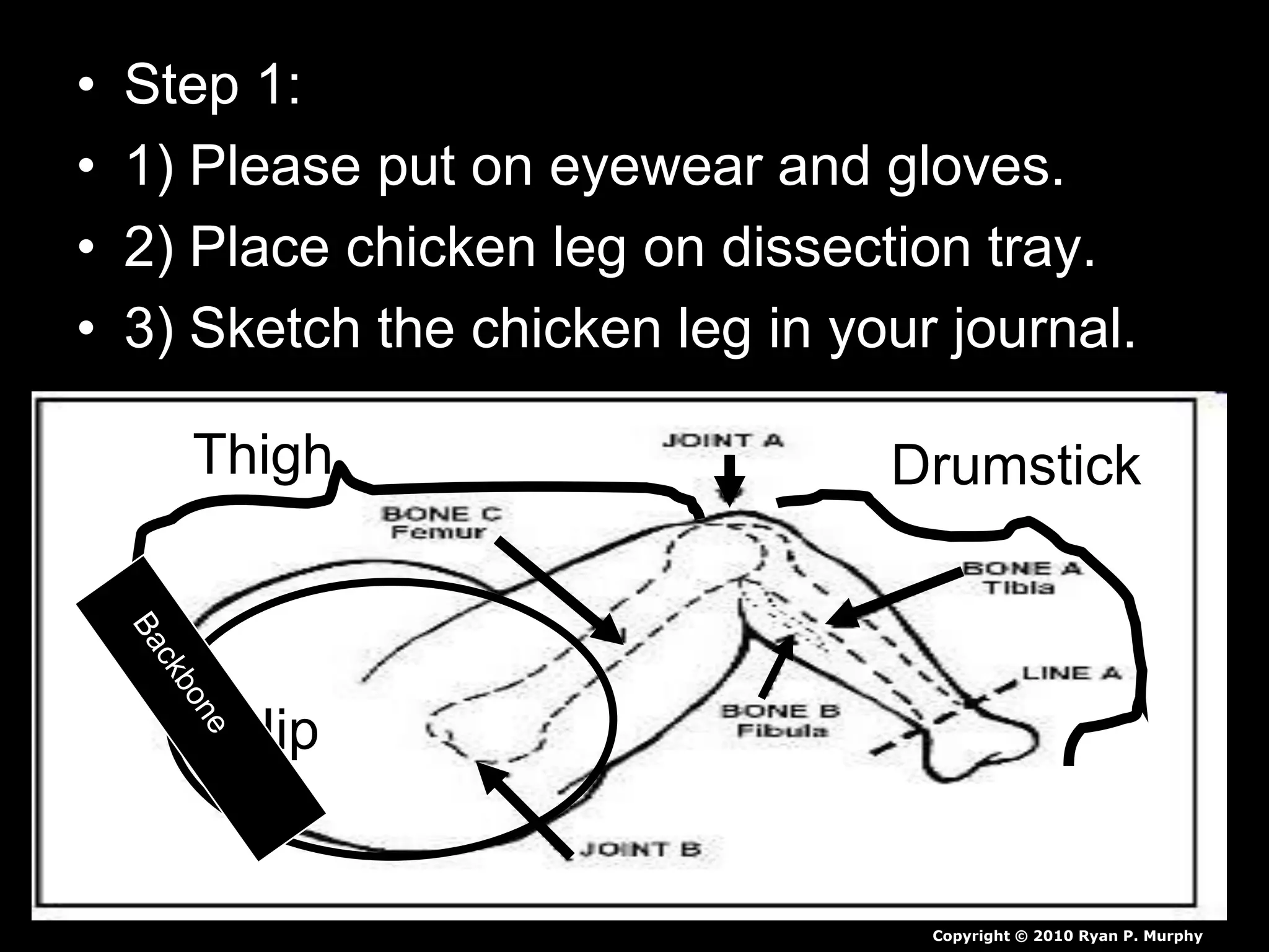 Chicken Leg Dissection PowerPoint, Muscular System, Skeletal System, | PPTX