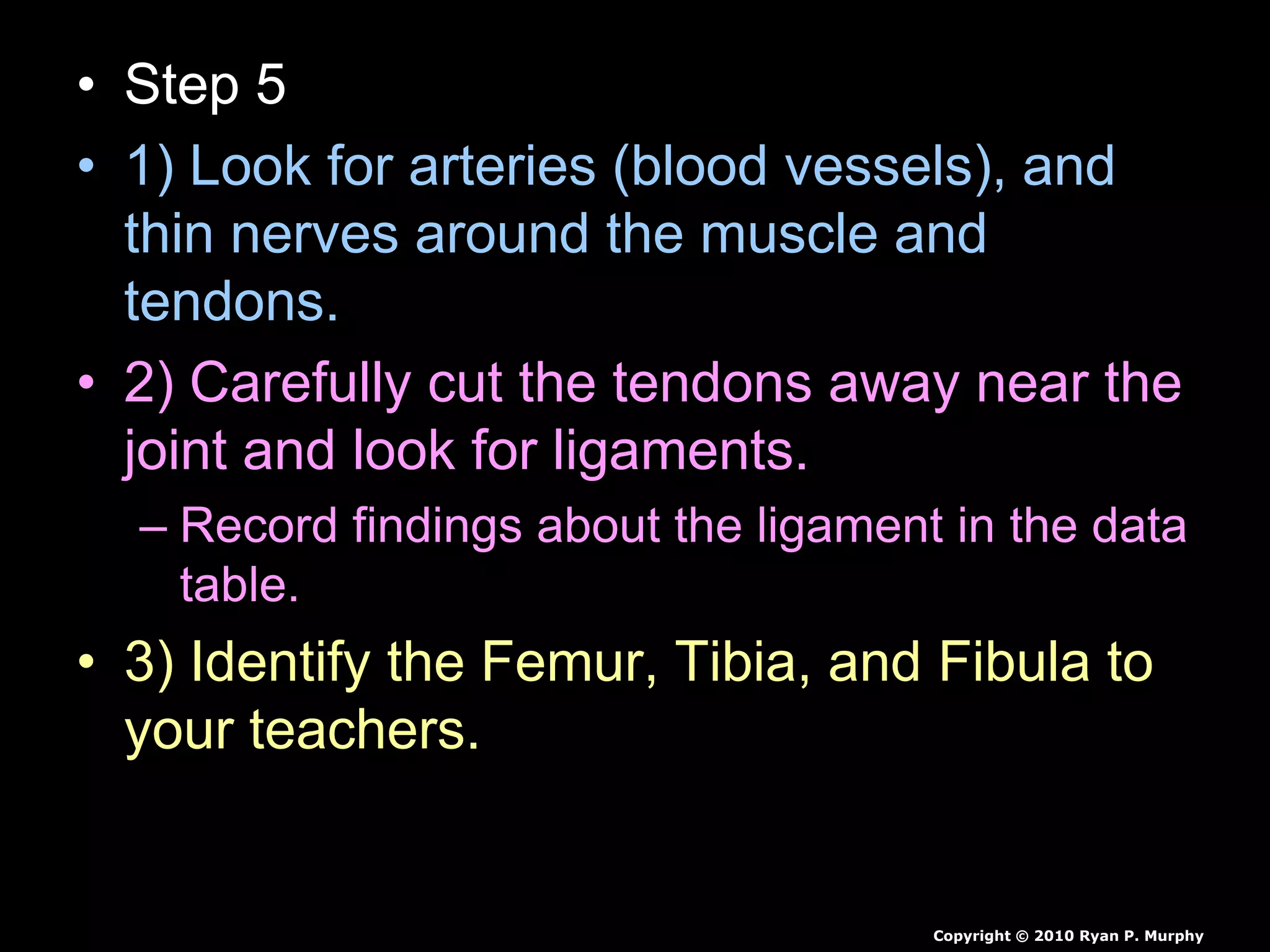 Chicken Leg Dissection PowerPoint, Muscular System, Skeletal System, | PPTX