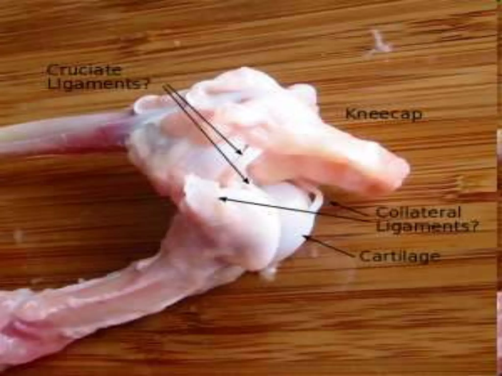 Chicken Leg Dissection PowerPoint, Muscular System, Skeletal System, | PPTX