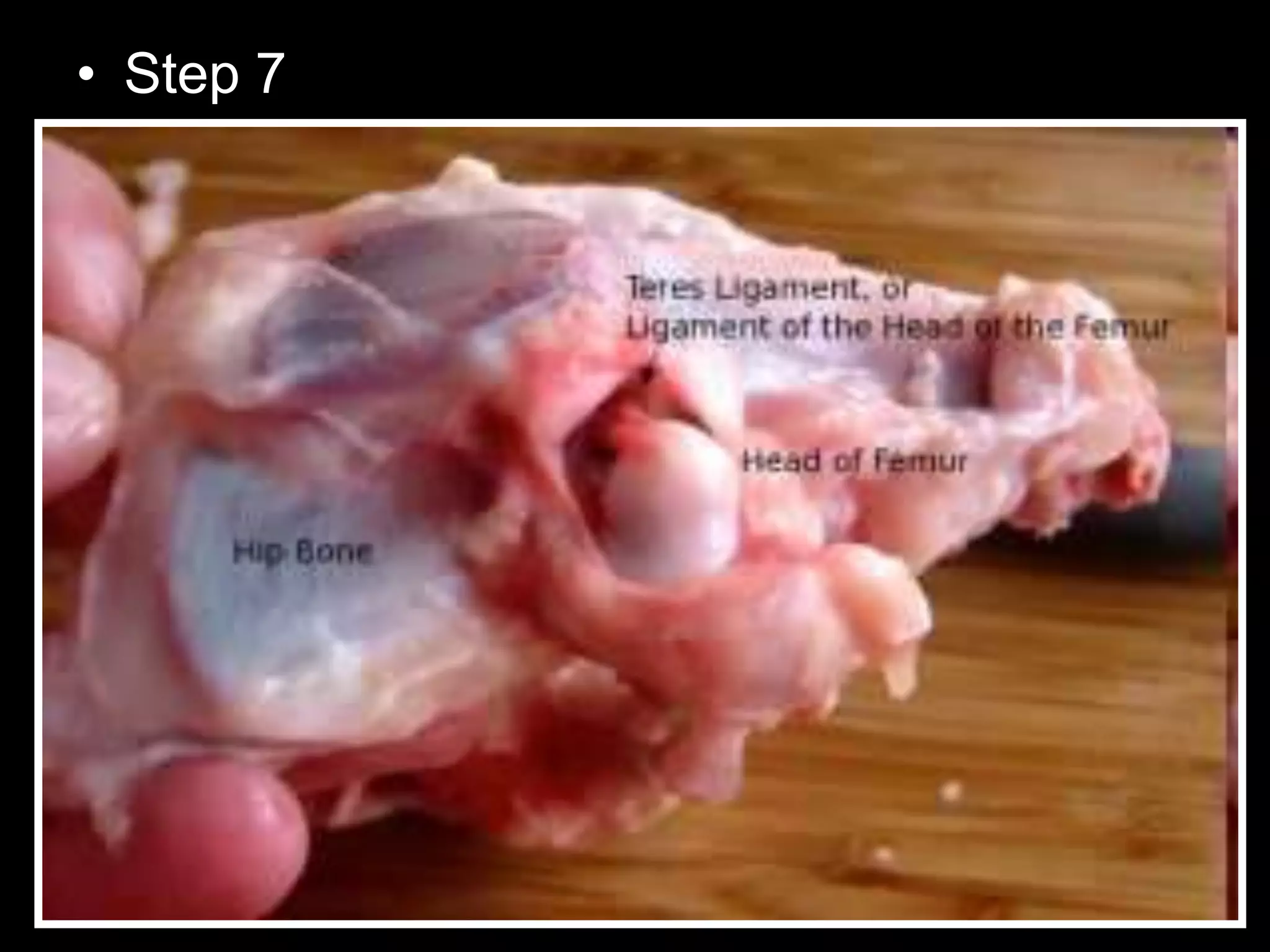 Chicken Leg Dissection PowerPoint, Muscular System, Skeletal System, | PPTX