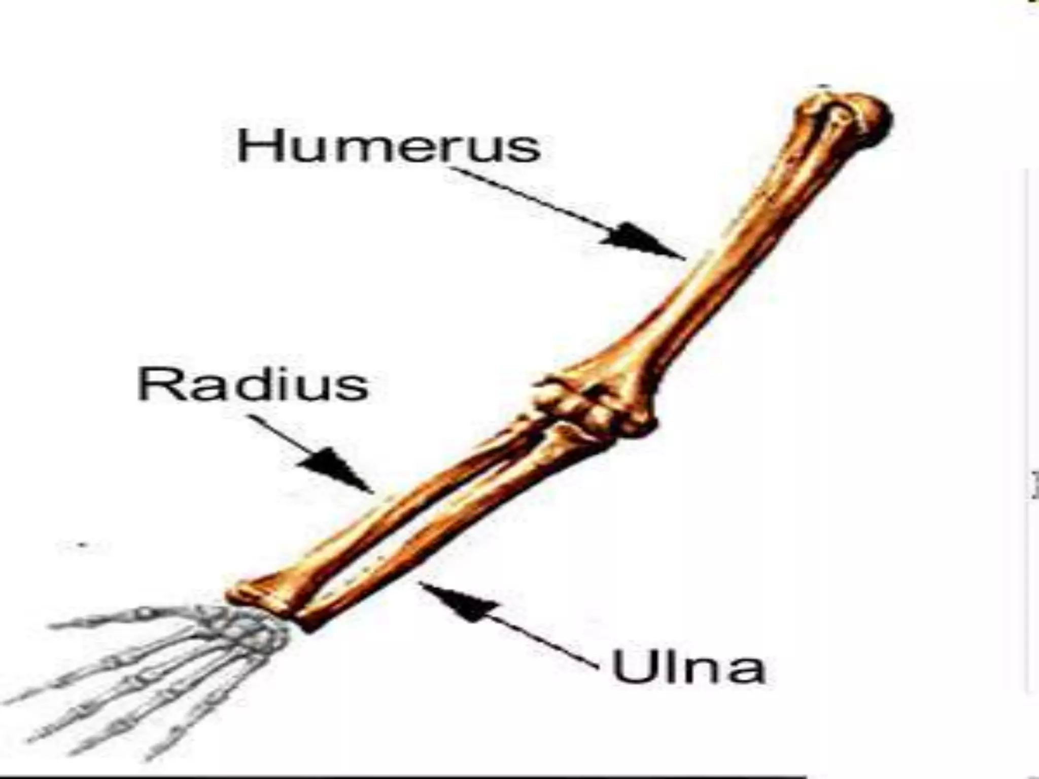 Chicken Leg Dissection PowerPoint, Muscular System, Skeletal System, | PPTX