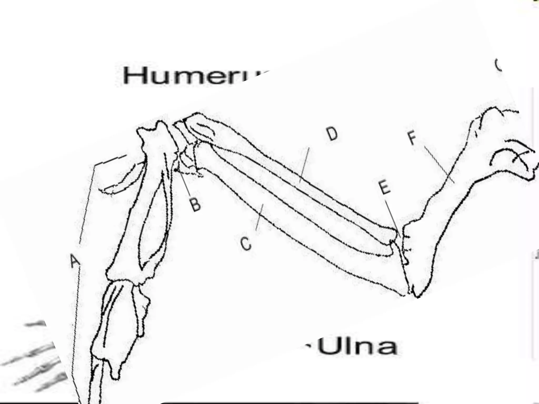 Chicken Leg Dissection PowerPoint, Muscular System, Skeletal System, | PPTX