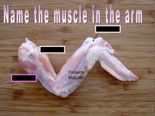 Chicken Leg Dissection PowerPoint, Muscular System, Skeletal System, | PPTX