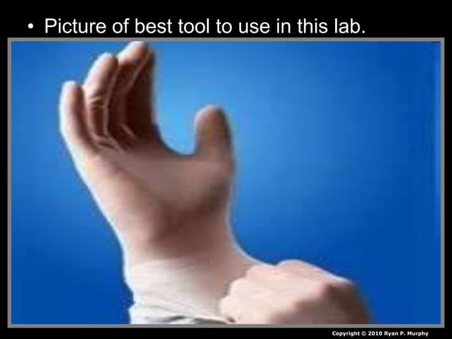 Chicken Leg Dissection PowerPoint, Muscular System, Skeletal System ...