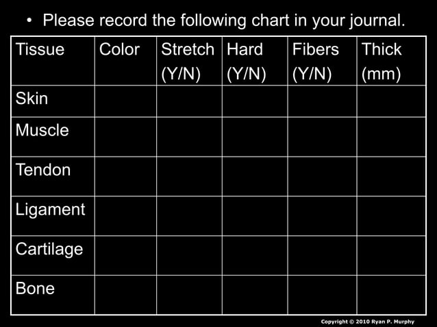 Chicken Leg Dissection PowerPoint, Muscular System, Skeletal System ...