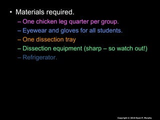 Chicken Leg Dissection PowerPoint, Muscular System, Skeletal System, | PPTX
