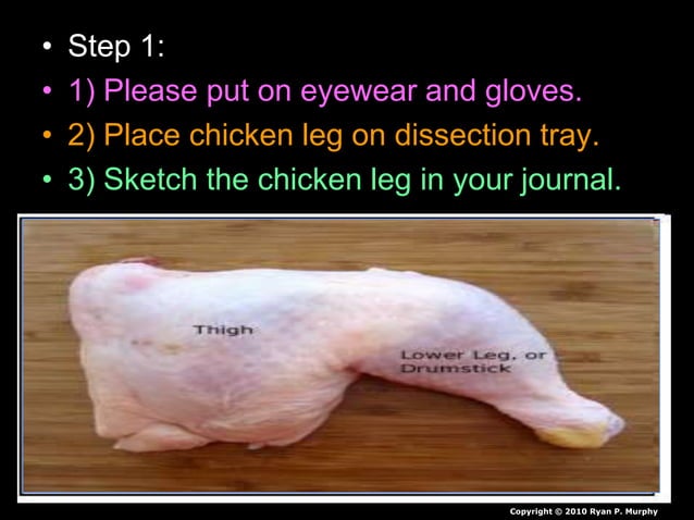 Chicken Leg Dissection PowerPoint, Muscular System, Skeletal System ...