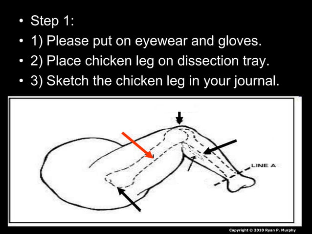 Chicken Leg Dissection PowerPoint, Muscular System, Skeletal System ...