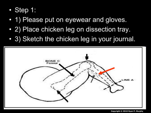 Chicken Leg Dissection PowerPoint, Muscular System, Skeletal System ...