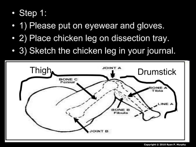 Chicken Leg Dissection PowerPoint, Muscular System, Skeletal System ...