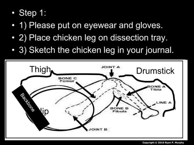 Chicken Leg Dissection PowerPoint, Muscular System, Skeletal System ...