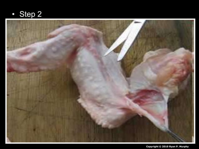 Chicken Leg Dissection PowerPoint, Muscular System, Skeletal System ...