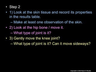 Chicken Leg Dissection PowerPoint, Muscular System, Skeletal System, | PPTX