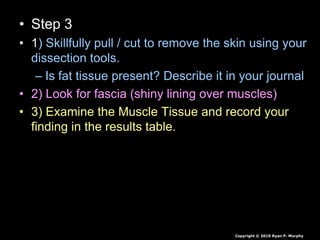 Chicken Leg Dissection PowerPoint, Muscular System, Skeletal System, | PPTX