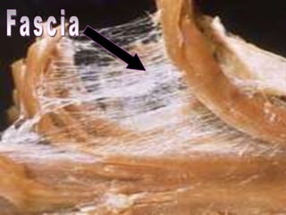 Chicken Leg Dissection PowerPoint, Muscular System, Skeletal System, | PPTX