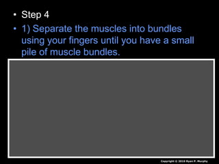 Chicken Leg Dissection PowerPoint, Muscular System, Skeletal System, | PPTX