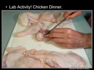 Chicken Leg Dissection PowerPoint, Muscular System, Skeletal System, | PPTX