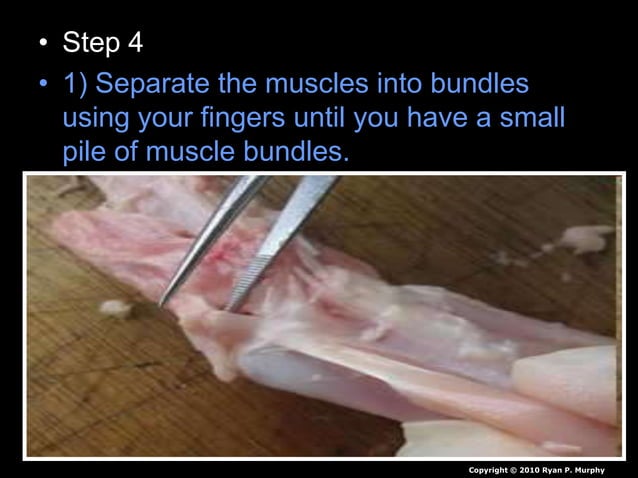 Chicken Leg Dissection PowerPoint, Muscular System, Skeletal System ...