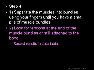 Chicken Leg Dissection PowerPoint, Muscular System, Skeletal System, | PPTX