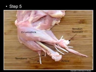 Chicken Leg Dissection PowerPoint, Muscular System, Skeletal System, | PPTX