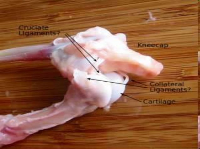 Chicken Leg Dissection PowerPoint, Muscular System, Skeletal System ...