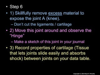 Chicken Leg Dissection PowerPoint, Muscular System, Skeletal System, | PPTX