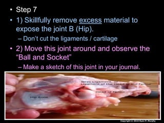 Chicken Leg Dissection PowerPoint, Muscular System, Skeletal System, | PPTX