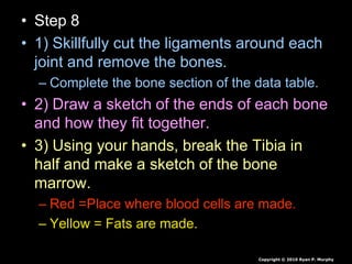 Chicken Leg Dissection PowerPoint, Muscular System, Skeletal System, | PPTX