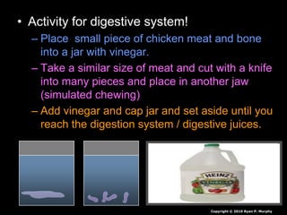 Chicken Leg Dissection PowerPoint, Muscular System, Skeletal System, | PPTX