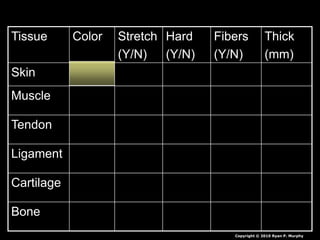 Chicken Leg Dissection PowerPoint, Muscular System, Skeletal System, | PPTX