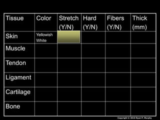 Chicken Leg Dissection PowerPoint, Muscular System, Skeletal System, | PPTX