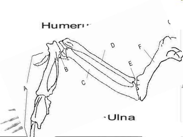Chicken Leg Dissection PowerPoint, Muscular System, Skeletal System ...
