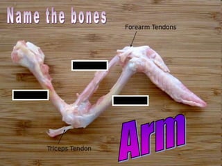 Chicken Leg Dissection PowerPoint, Muscular System, Skeletal System, | PPTX