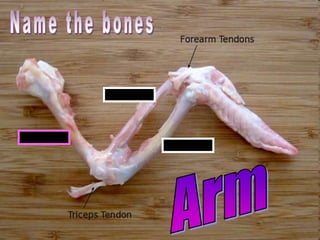 Chicken Leg Dissection PowerPoint, Muscular System, Skeletal System, | PPTX