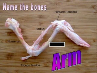 Chicken Leg Dissection PowerPoint, Muscular System, Skeletal System, | PPTX
