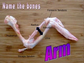 Chicken Leg Dissection PowerPoint, Muscular System, Skeletal System, | PPTX