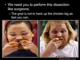 Chicken Leg Dissection