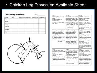 Chicken Leg Dissection Labeled