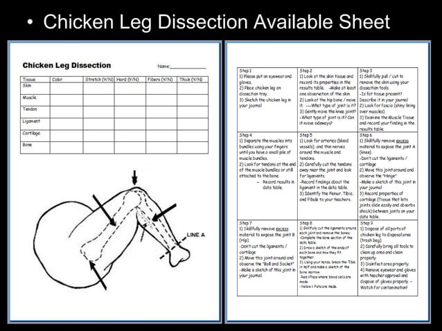 Chicken Leg Dissection PowerPoint, Muscular System, Skeletal System, | PPT