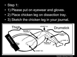 Chicken Leg Dissection Labeled