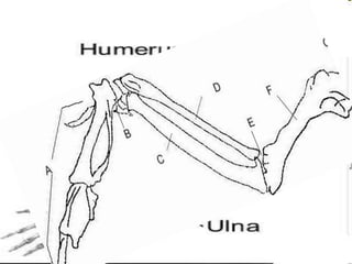 Chicken Thigh Diagram