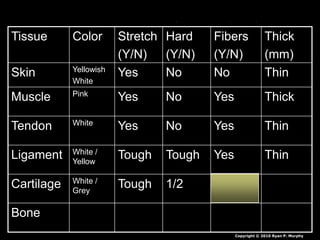 Chicken Leg Dissection Labeled